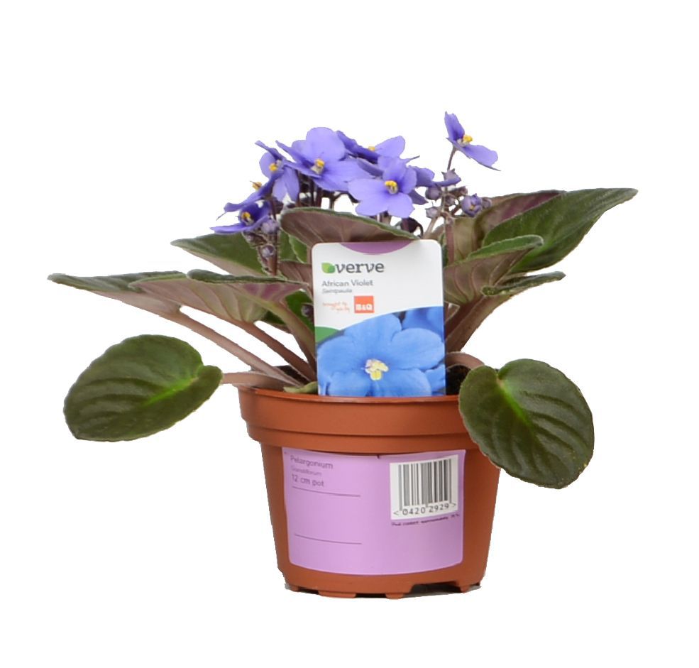 Verve African Violet In Plastic Pot | Departments | DIY at B&Q