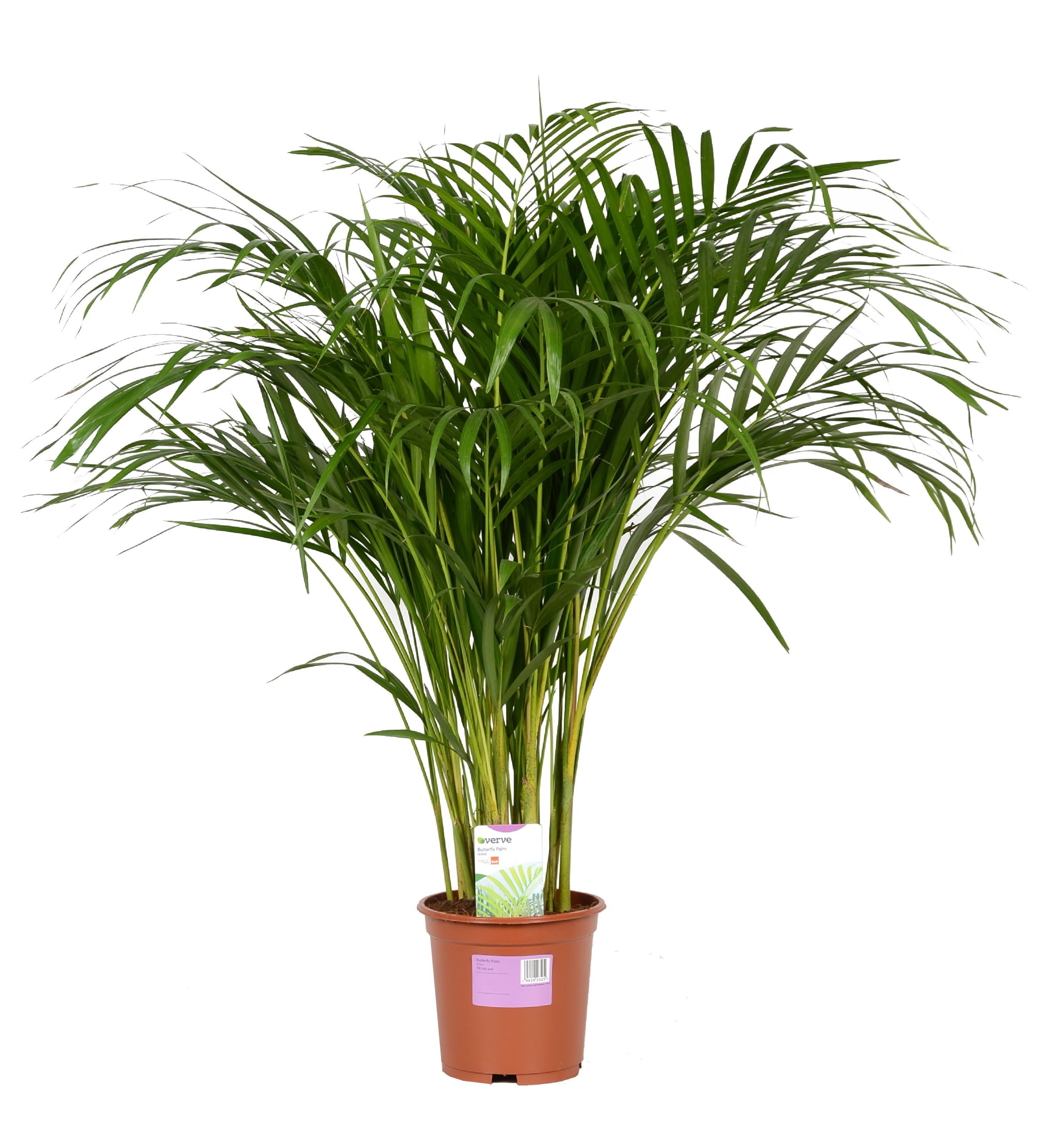 Verve Butterfly Palm In Plastic Pot | Departments | DIY at B&Q