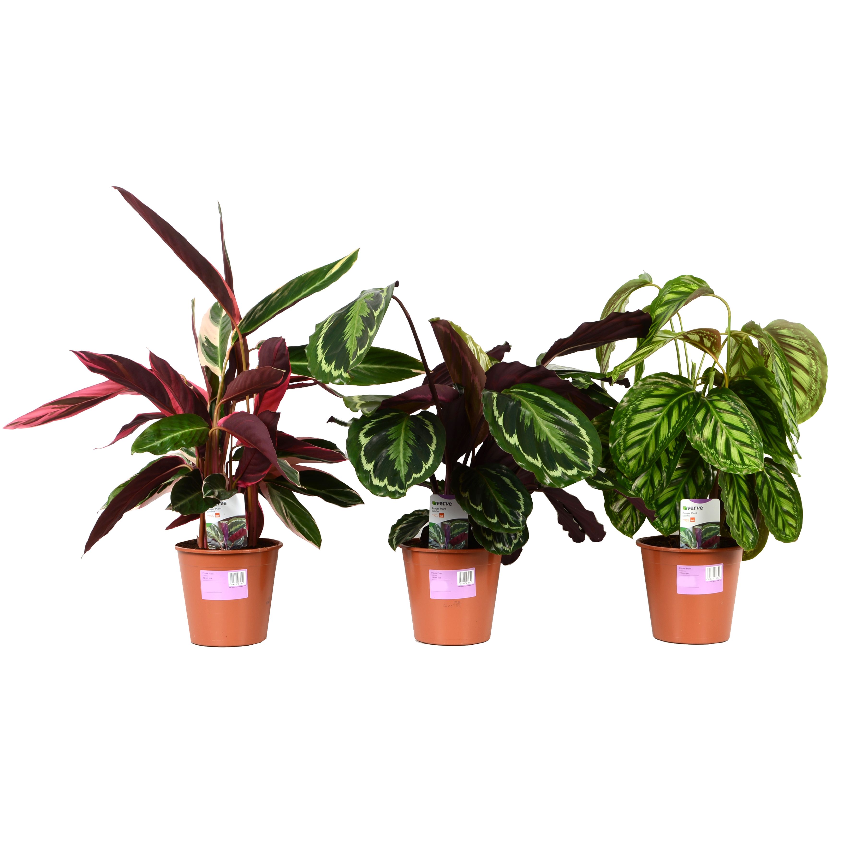 Verve Prayer Plant In Plastic Pot | Departments | DIY at B&Q