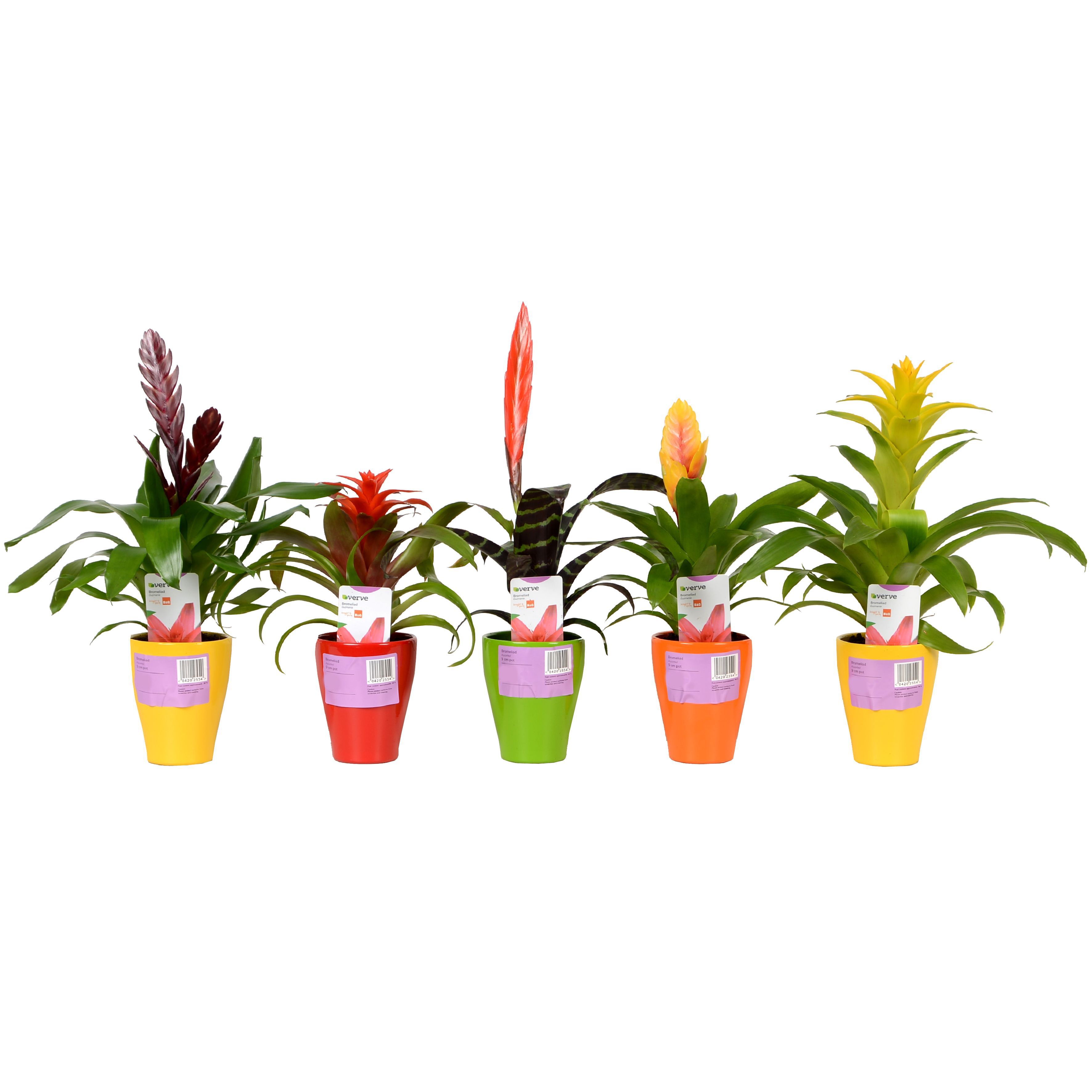 Verve Bromeliad In Ceramic Pot | Departments | DIY at B&Q