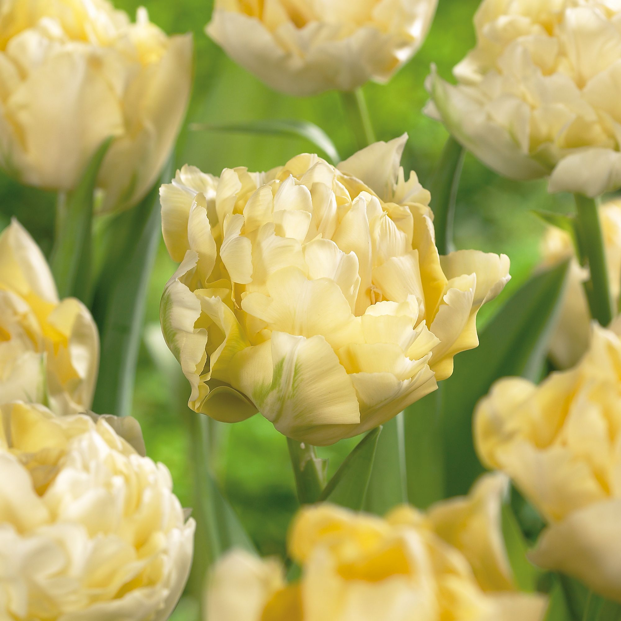 Tulipa Double Verona Bulbs | Departments | DIY at B&Q