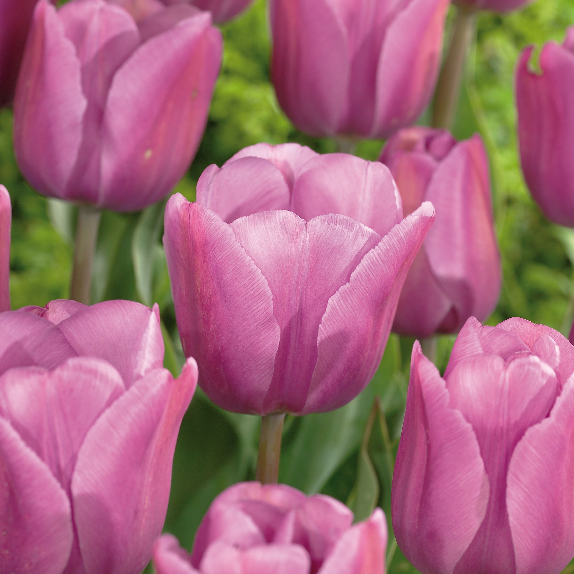 Tulipa Alibi Bulbs | Departments | DIY at B&Q