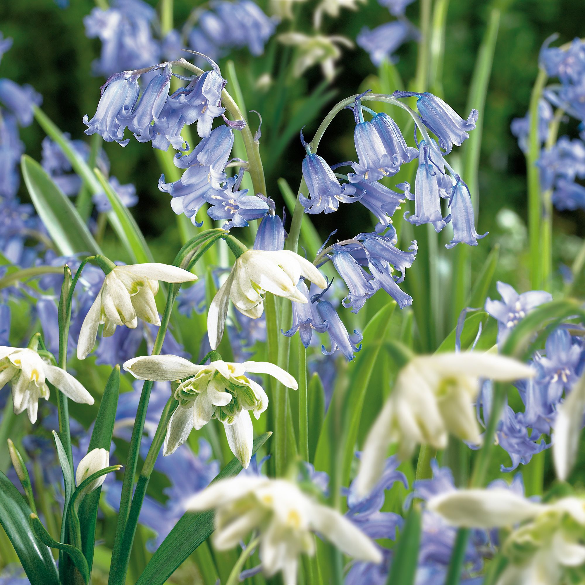 Bluebells & snowdrops Mix Bulbs | Departments | DIY at B&Q