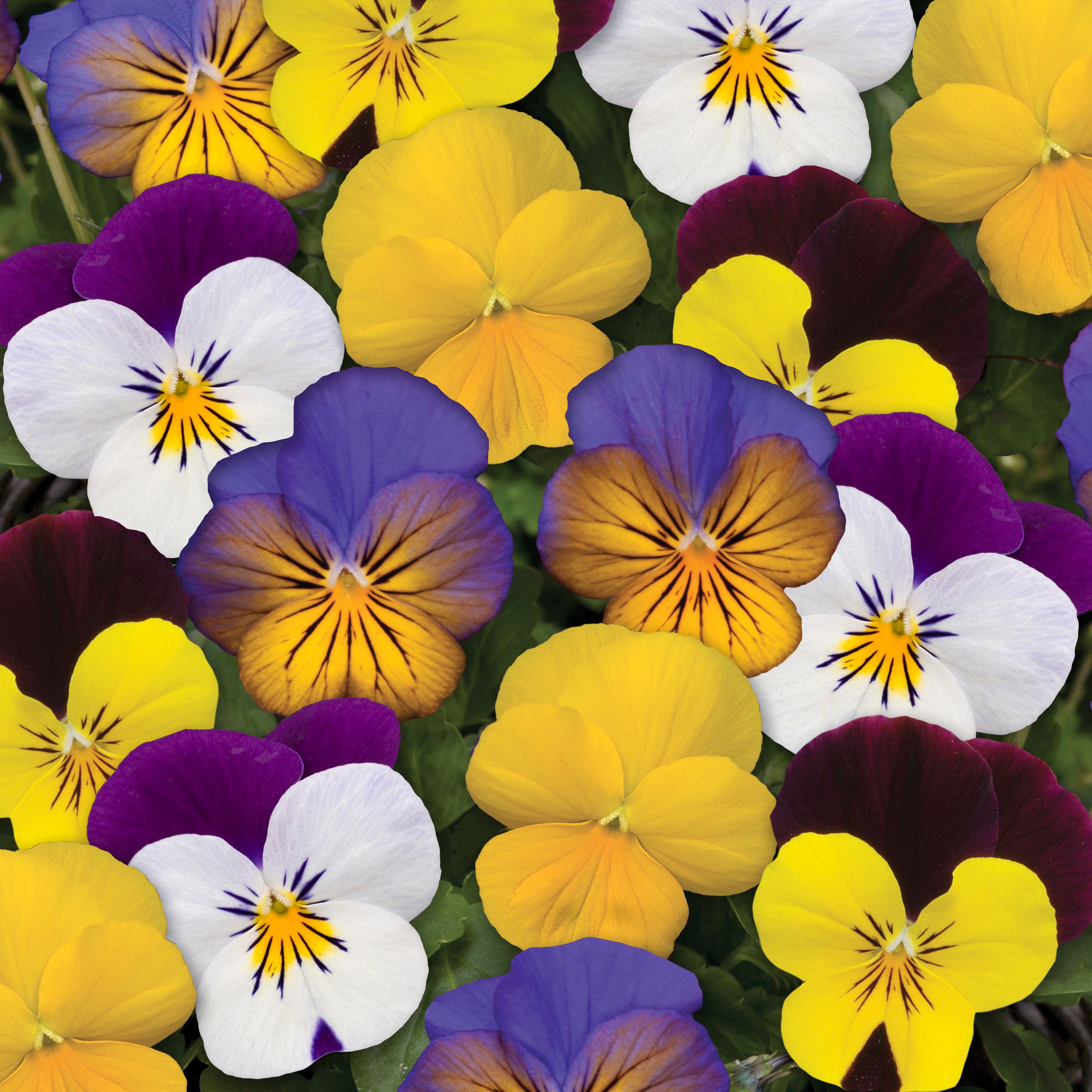 Verve Viola spring collection | Departments | DIY at B&Q