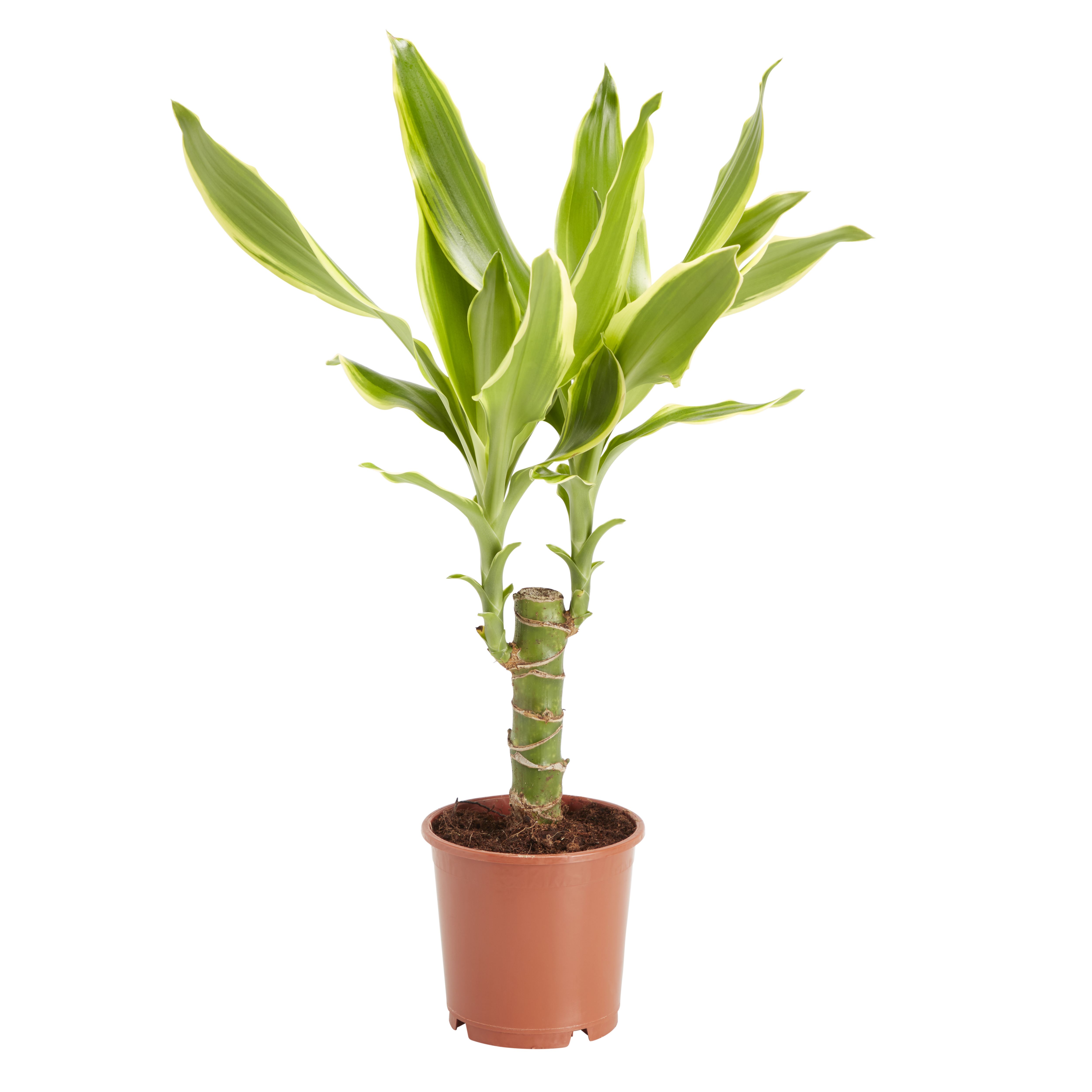 Dragon tree golden coast in 11cm Pot | Departments | DIY at B&Q