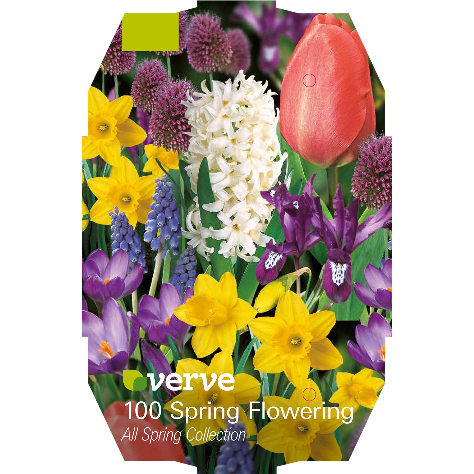 Spring Flowering All Spring Bulb Collection, Pack of 100 | Departments ...