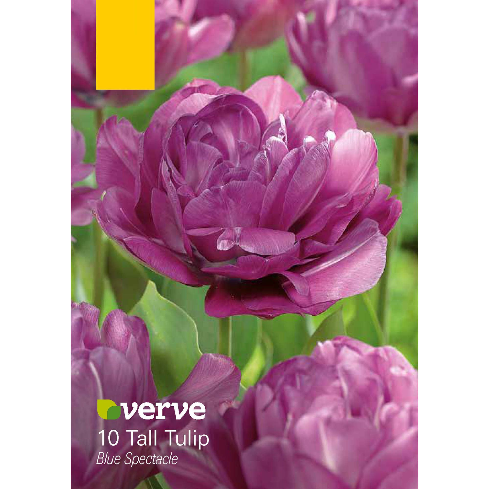 Tall Tulip Blue Spectacle Bulbs, Pack of 10 | Departments | TradePoint