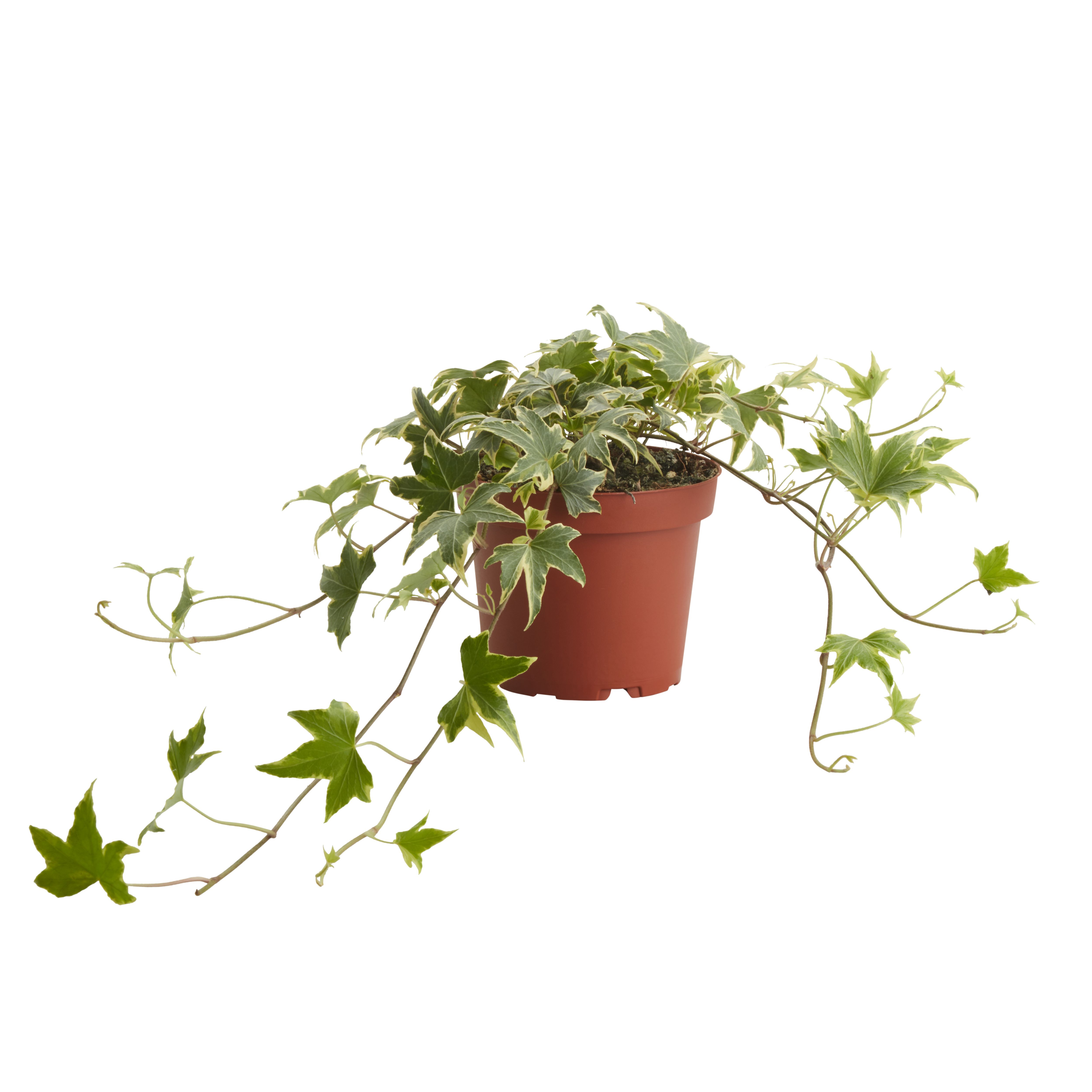 Trailing ivy in 12cm Pot | Departments | DIY at B&Q
