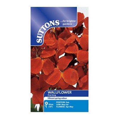 Fire king Wallflower Seed | Departments | DIY at B&Q