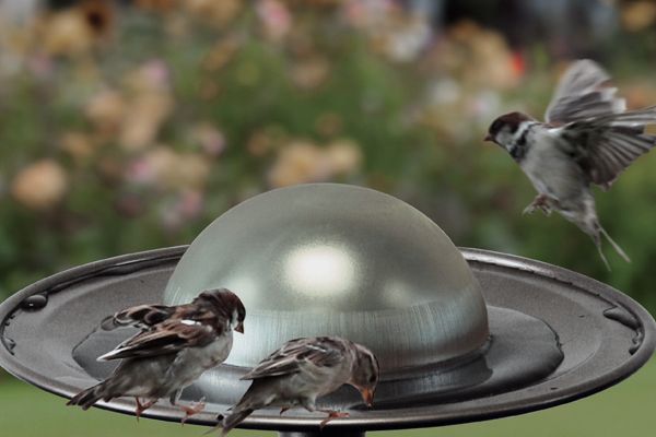 Peckish Steel Bird bath (H)600mm (Dia)550mm | Departments | DIY at B&Q
