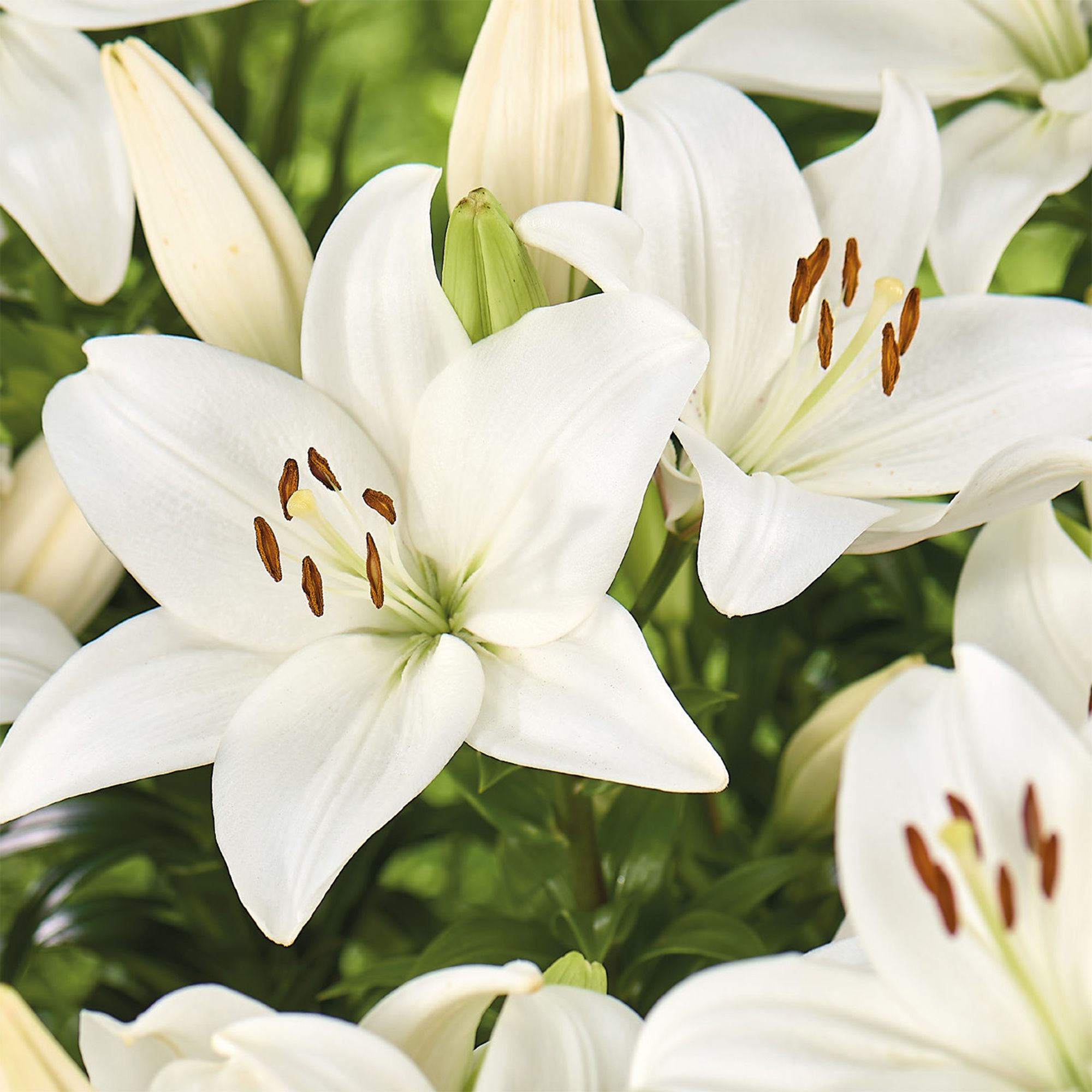 Asiatic Lily Kent 2 Flower bulbs