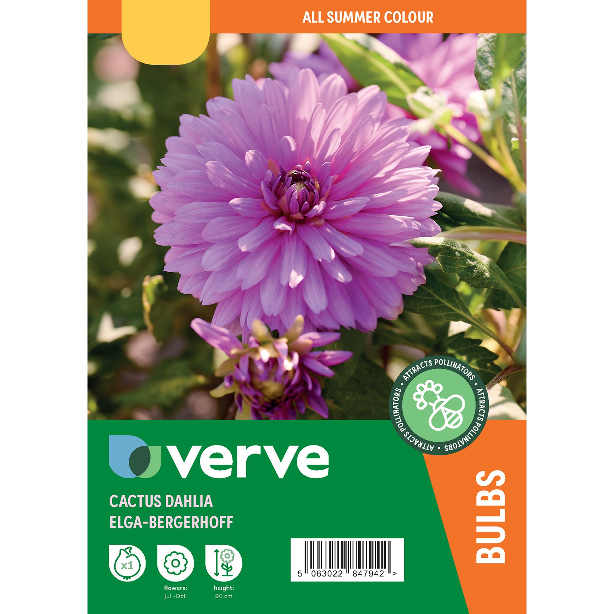 Dahlia cactus Elga-Bergerhoff Flower bulb