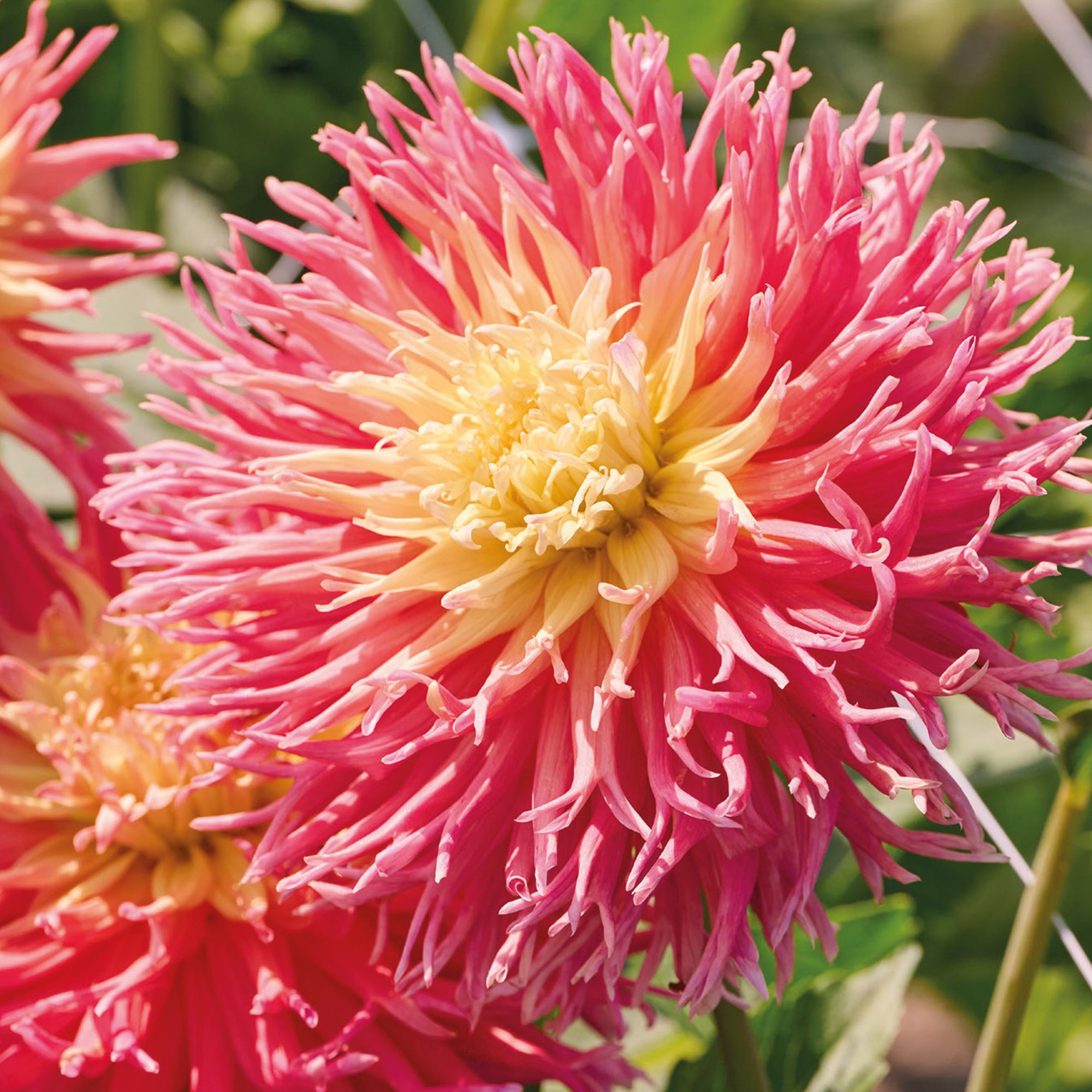 Dahlia Cactus Fringed Star 2 Flower bulbs