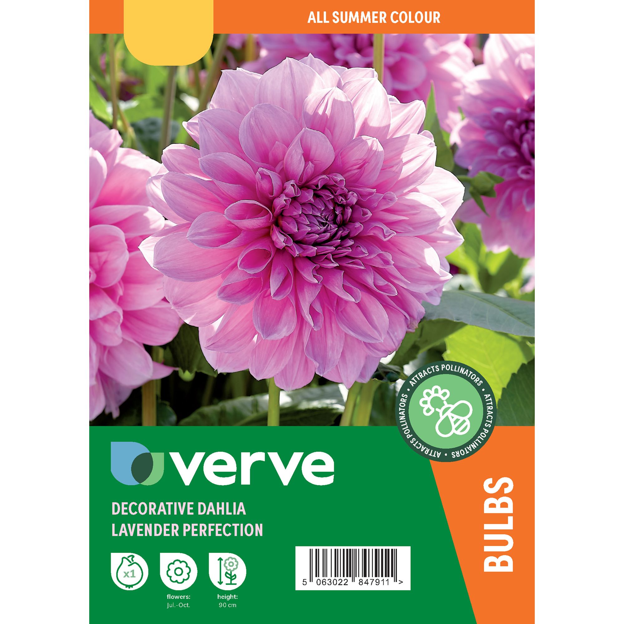Dahlia Decorative Lavender Perfection Flower bulb