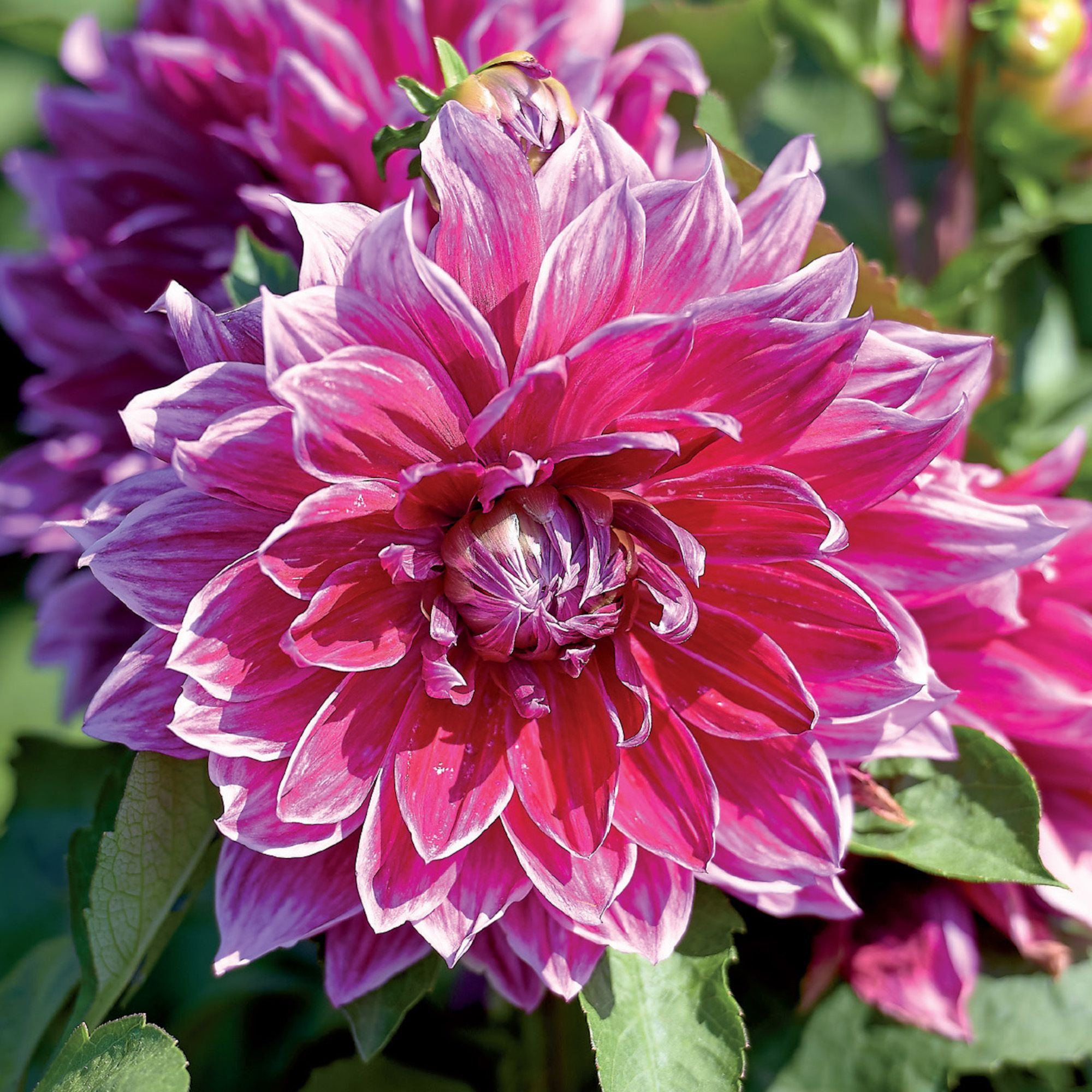 Dahlia Decorative Mero Star Flower bulb