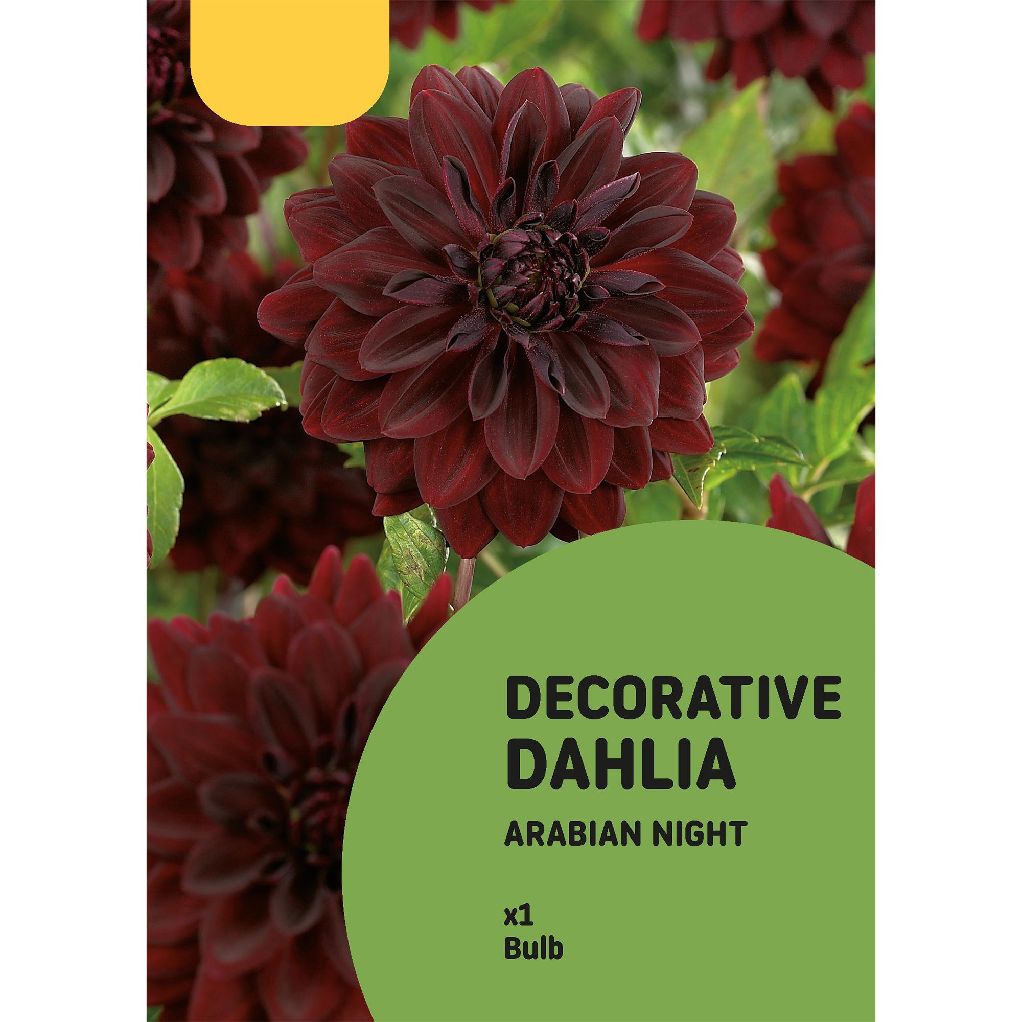 DECORATIVE DAHLIA ARABIAN NIGHT | Tradepoint