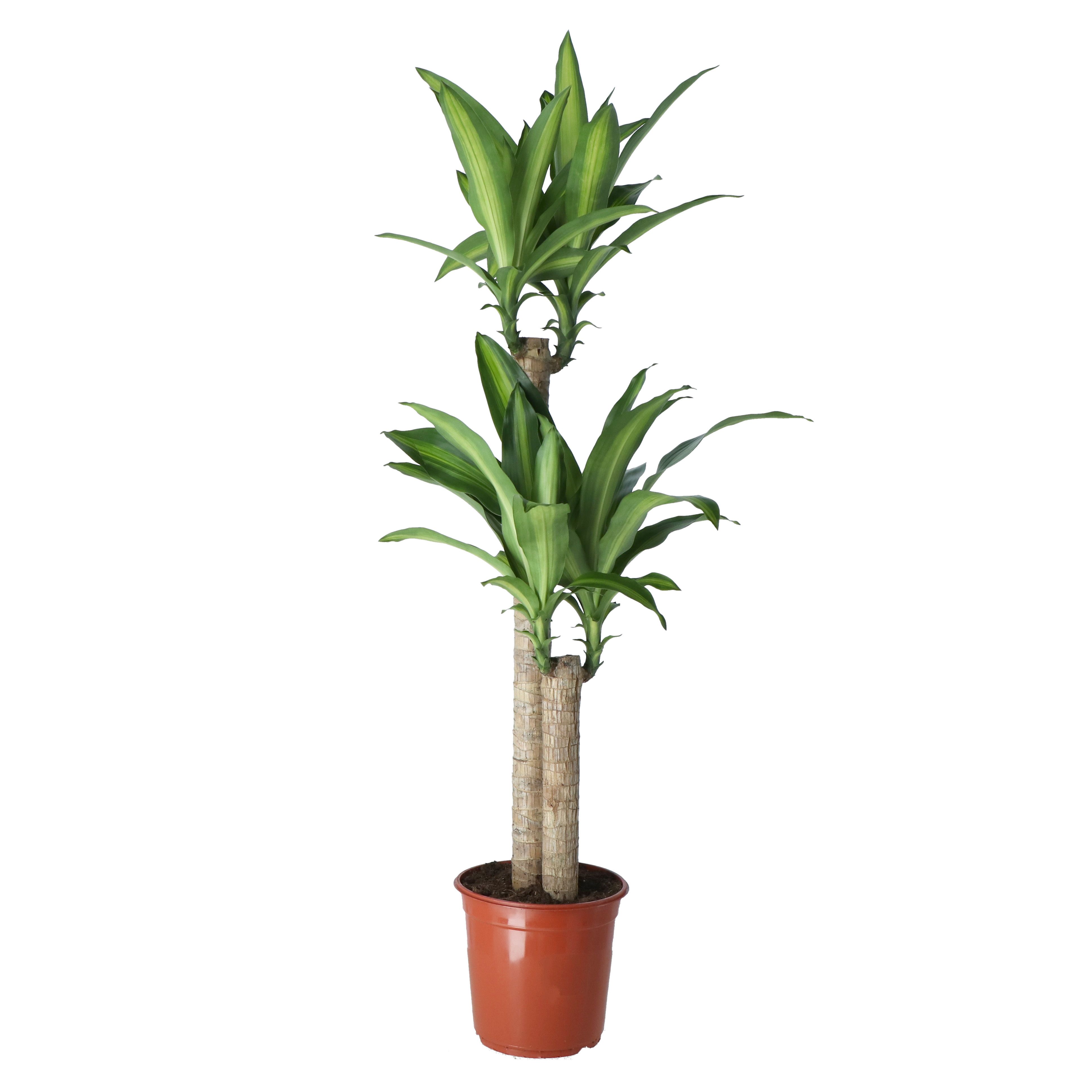 Golden Dragon tree in 24cm Terracotta Plastic Grow pot | Tradepoint