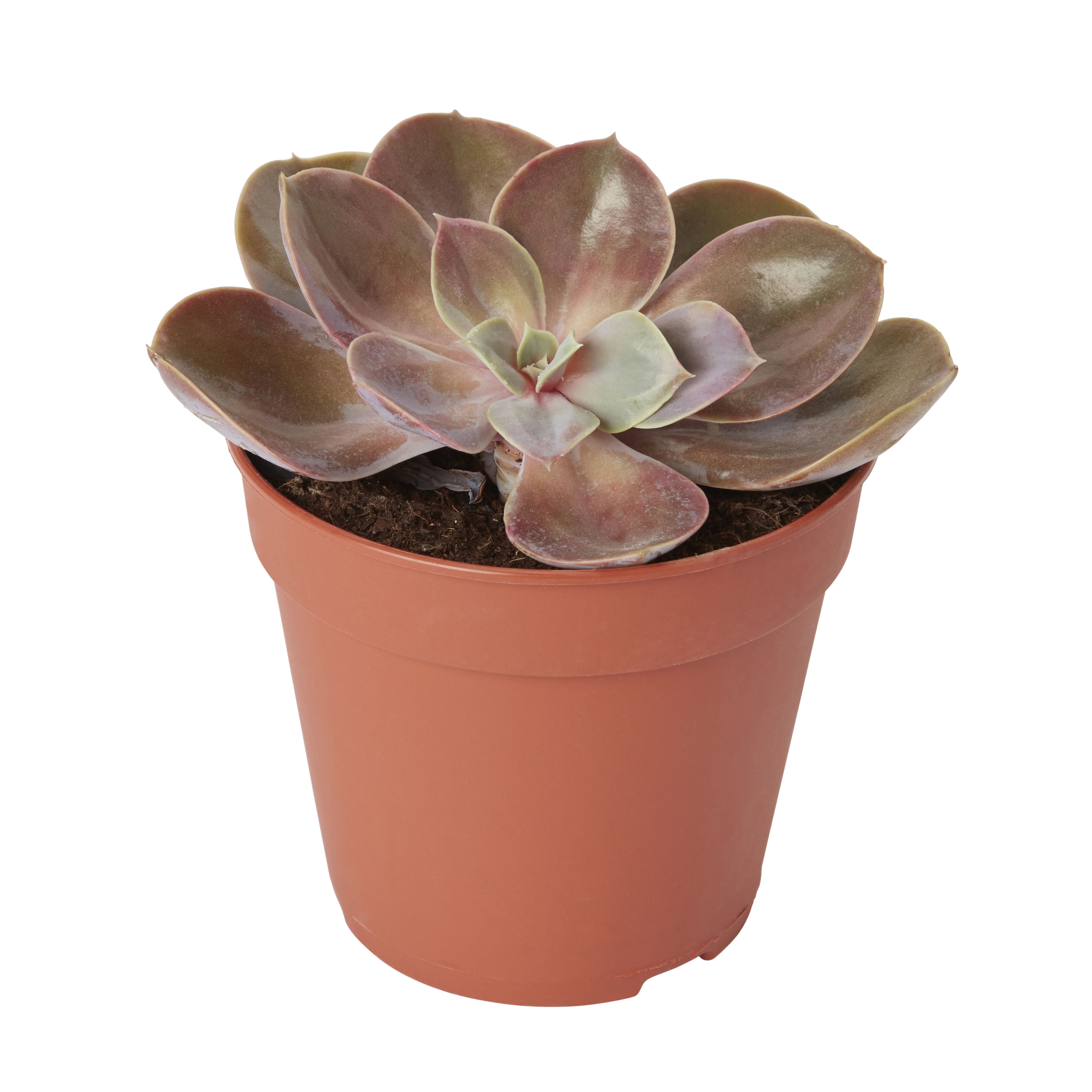 Pot