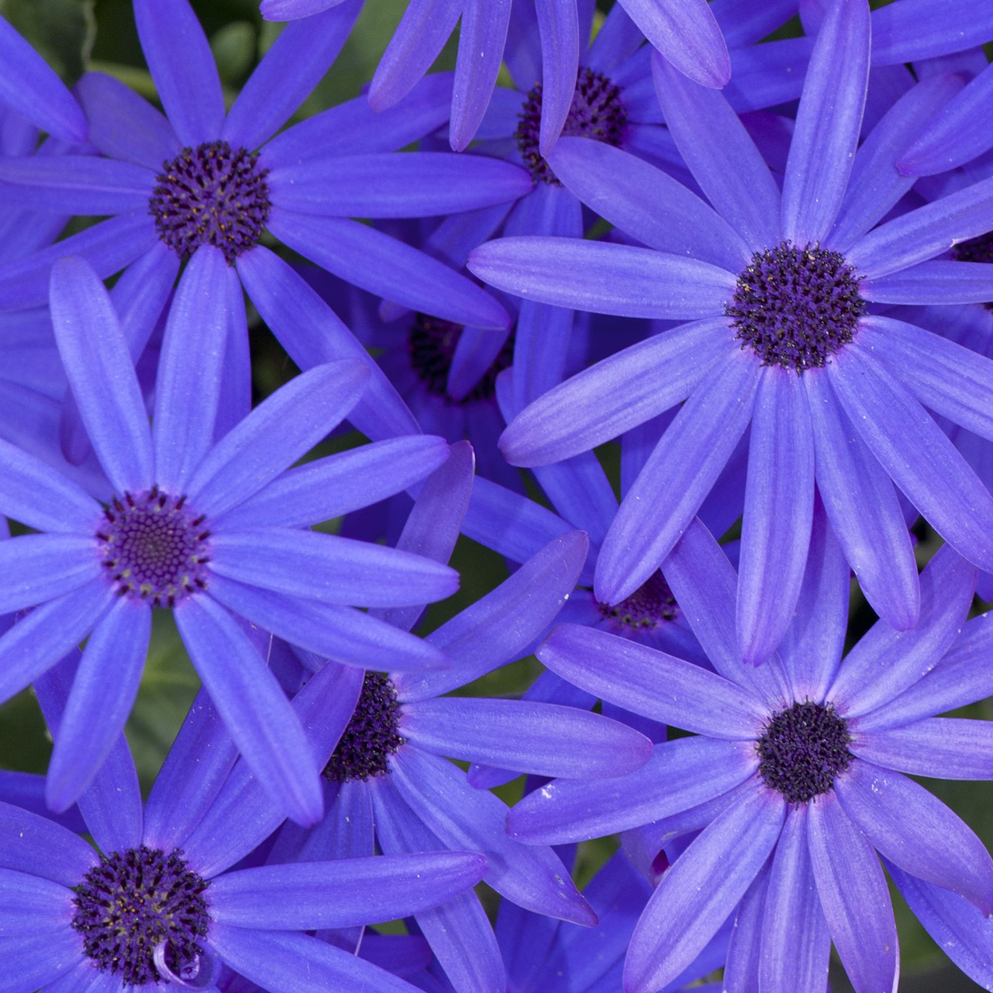 Senetti Flower Plant Care | Best Flower Site