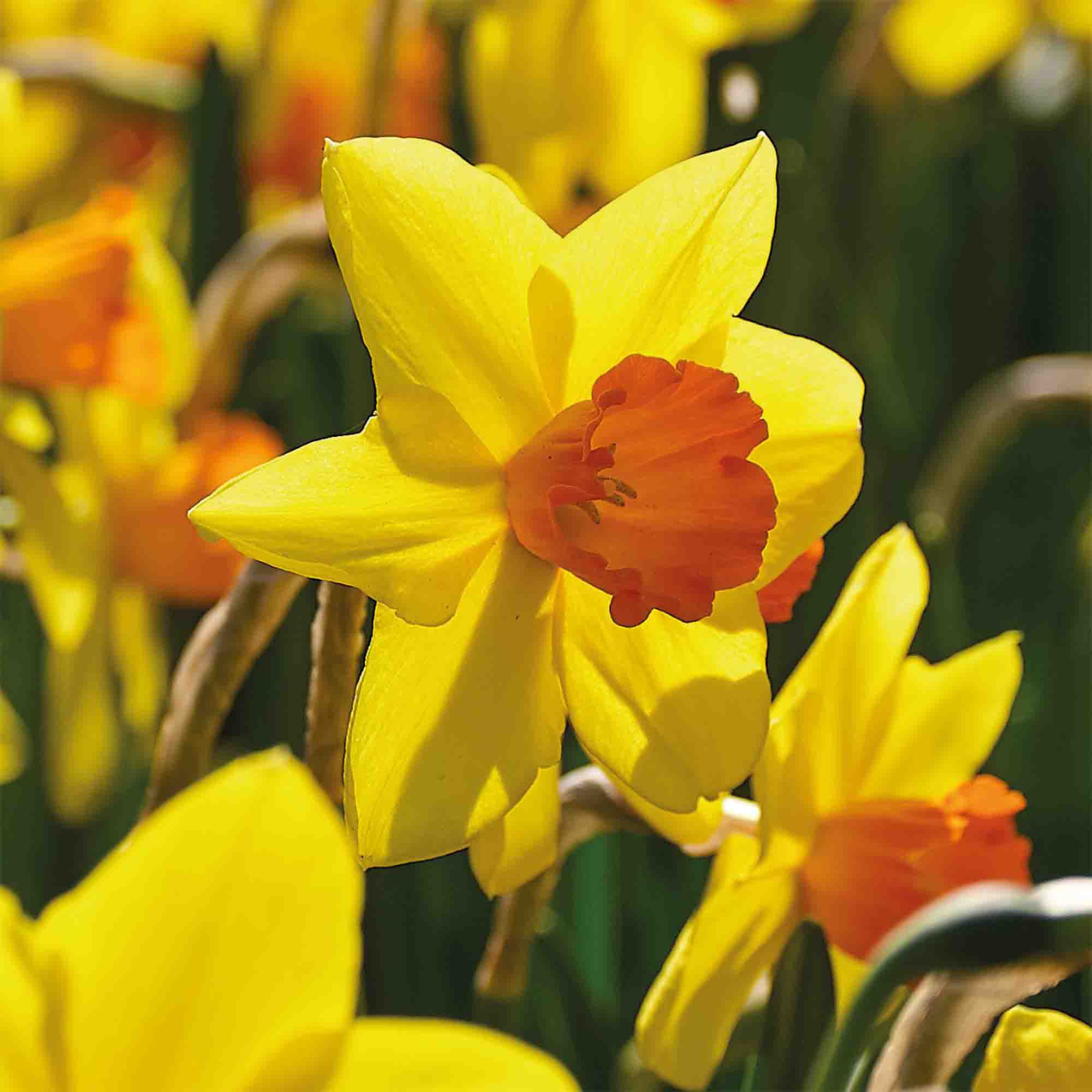 Tall Daffodil Red Devon 8 Flower bulbs | Tradepoint