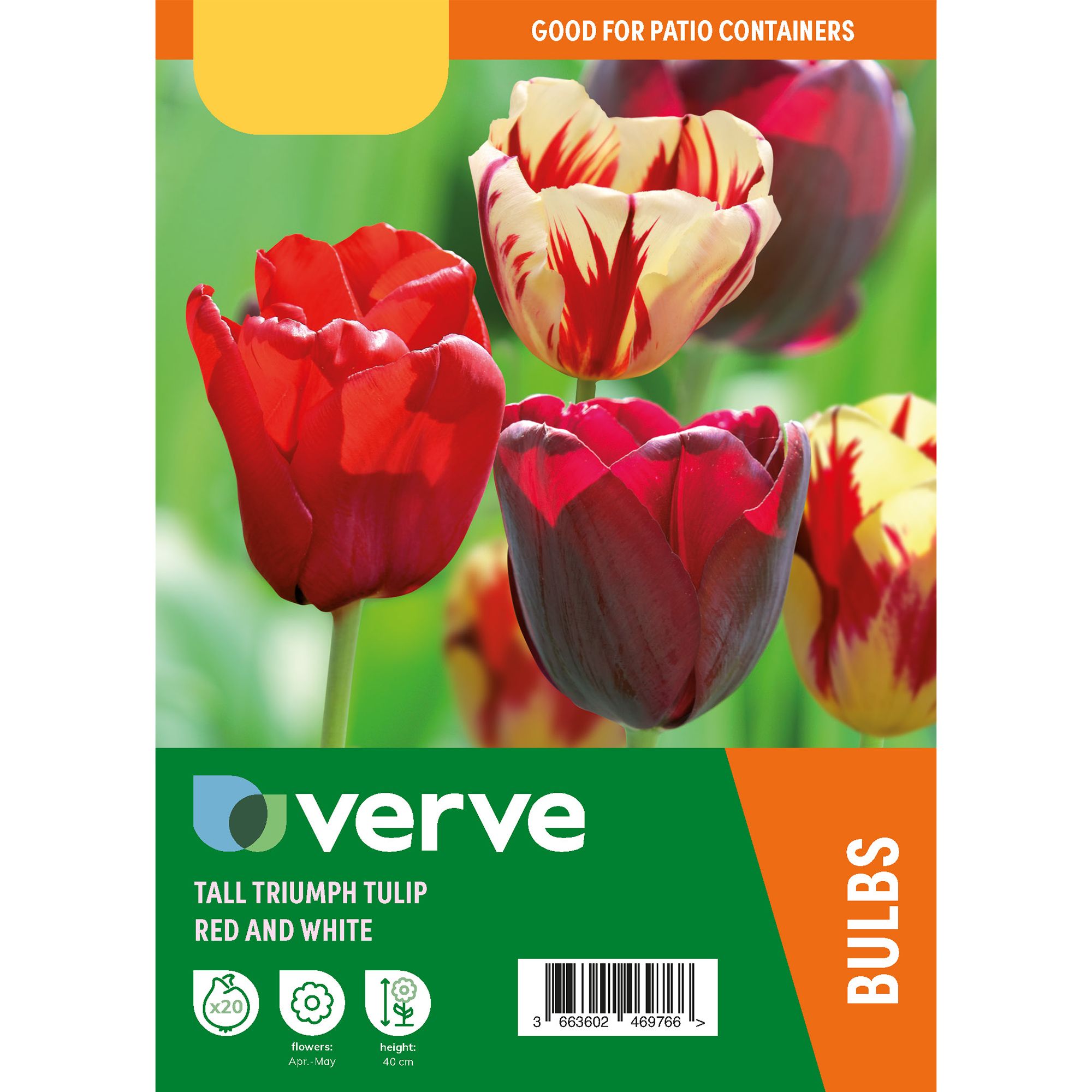 Tall Triumph Tulip Red & White 20 Flower bulbs | Tradepoint
