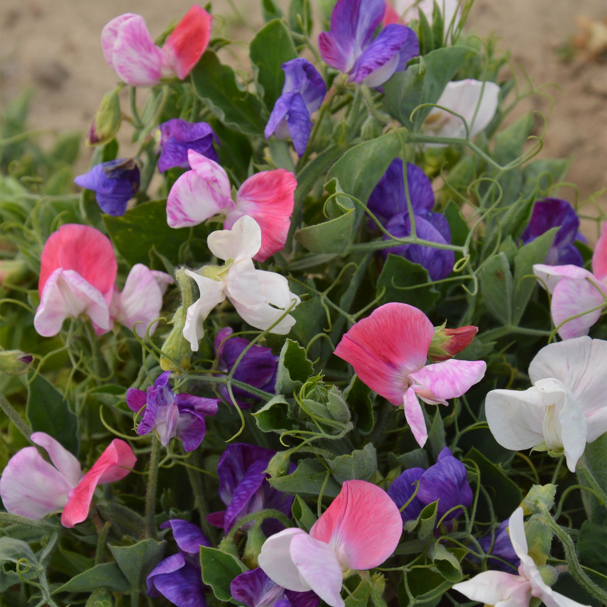 Verve Cupid Mix Sweet Pea Seeds