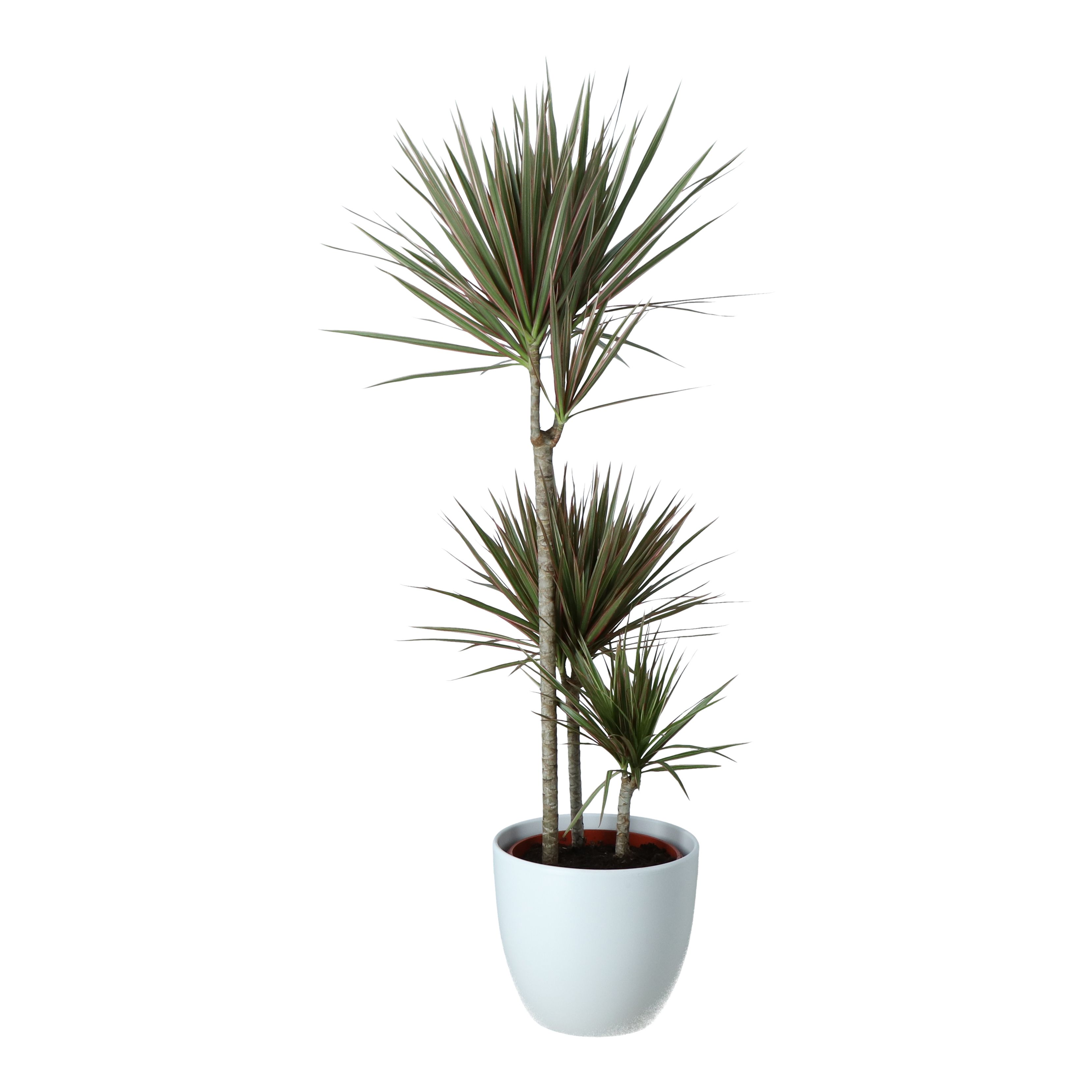 Verve Dragon tree in Ceramic Pot 24cm